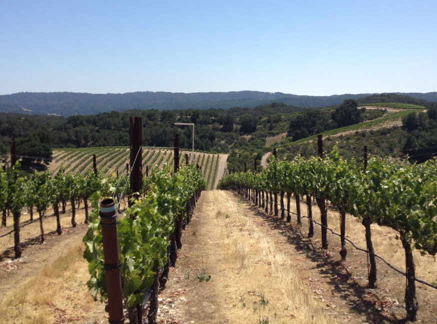 Pre - 2018 - Gibbs Vineyards